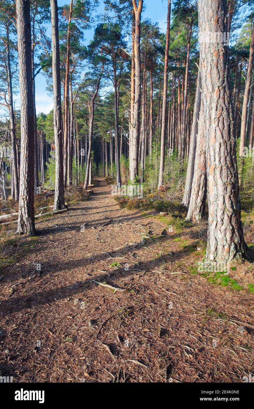 Forest path through pine forest in Cairngorms NP, Scotland, Great ...