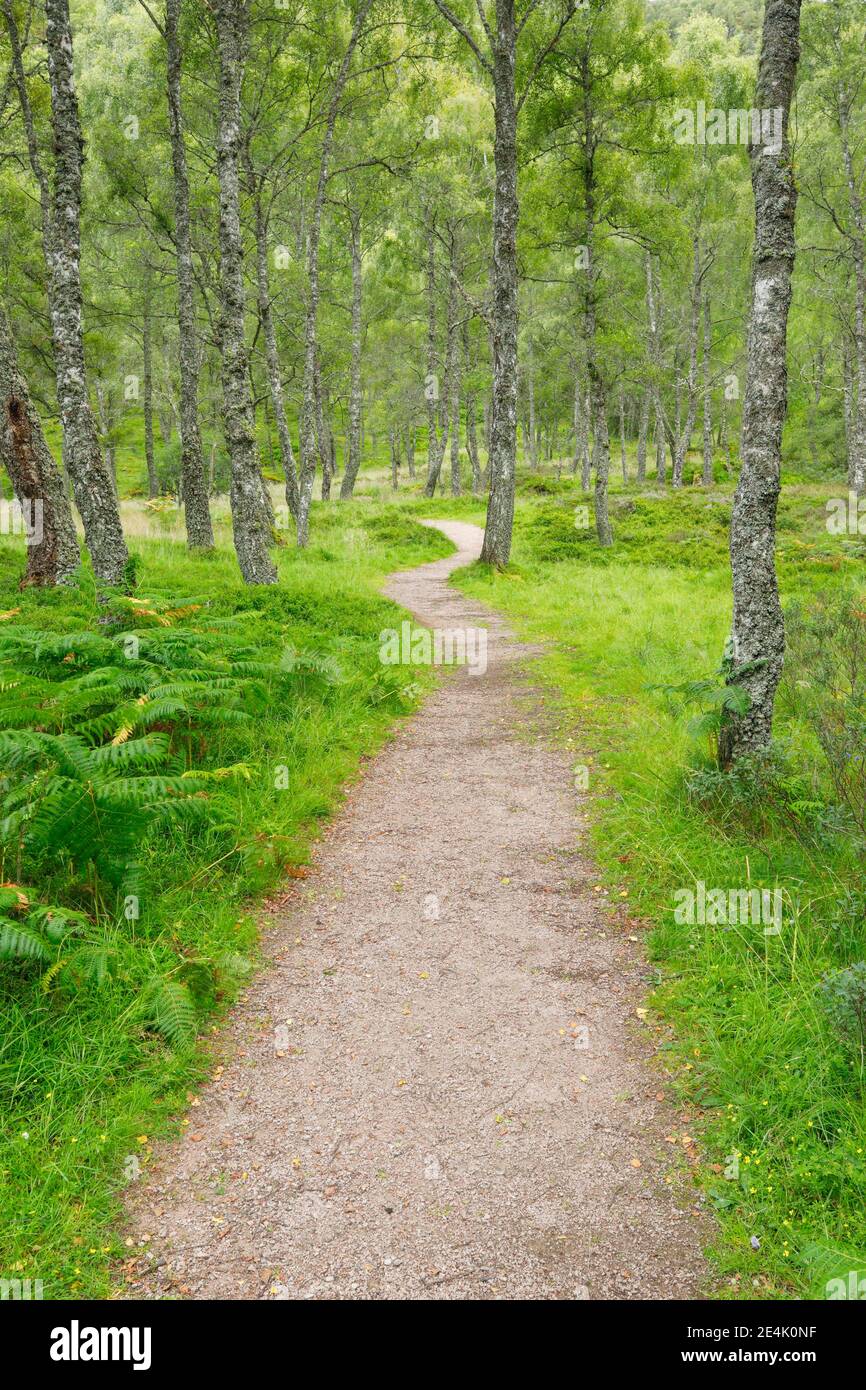 Footpath in birch forest, Craigellachie National Nature Reserve ...