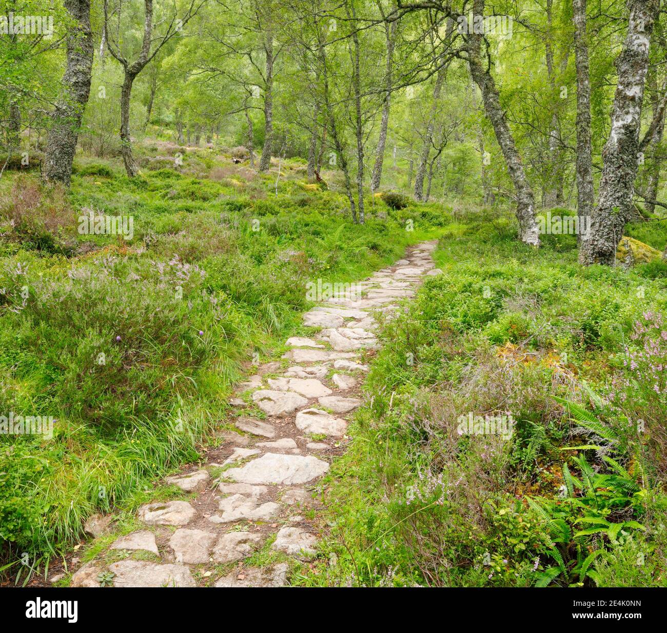 Footpath in birch forest, Craigellachie National Nature Reserve ...