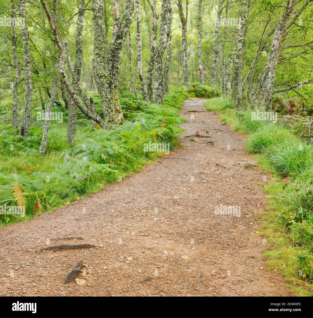 Footpath in birch forest, Craigellachie National Nature Reserve ...