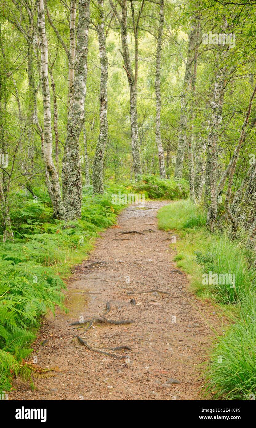 Footpath in birch forest, Craigellachie National Nature Reserve ...
