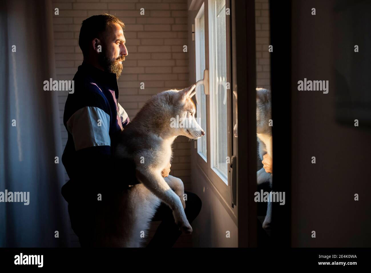 Male pet owner holding Siberian husky while looking through window from ...