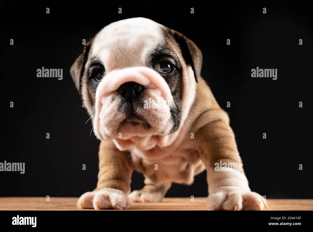 Black white image english bulldog hi-res stock photography and images ...