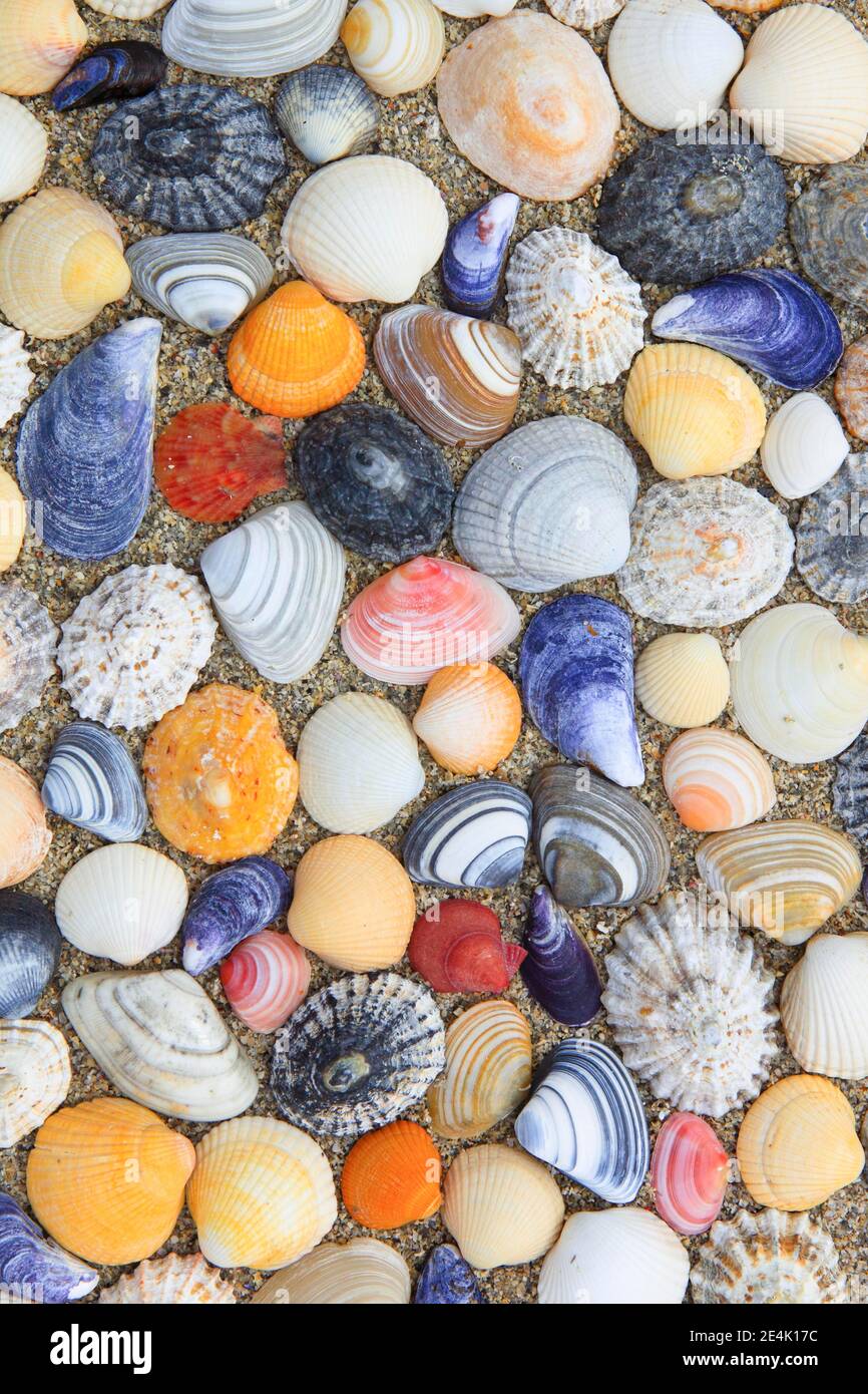 Diversity scotland hi-res stock photography and images - Alamy