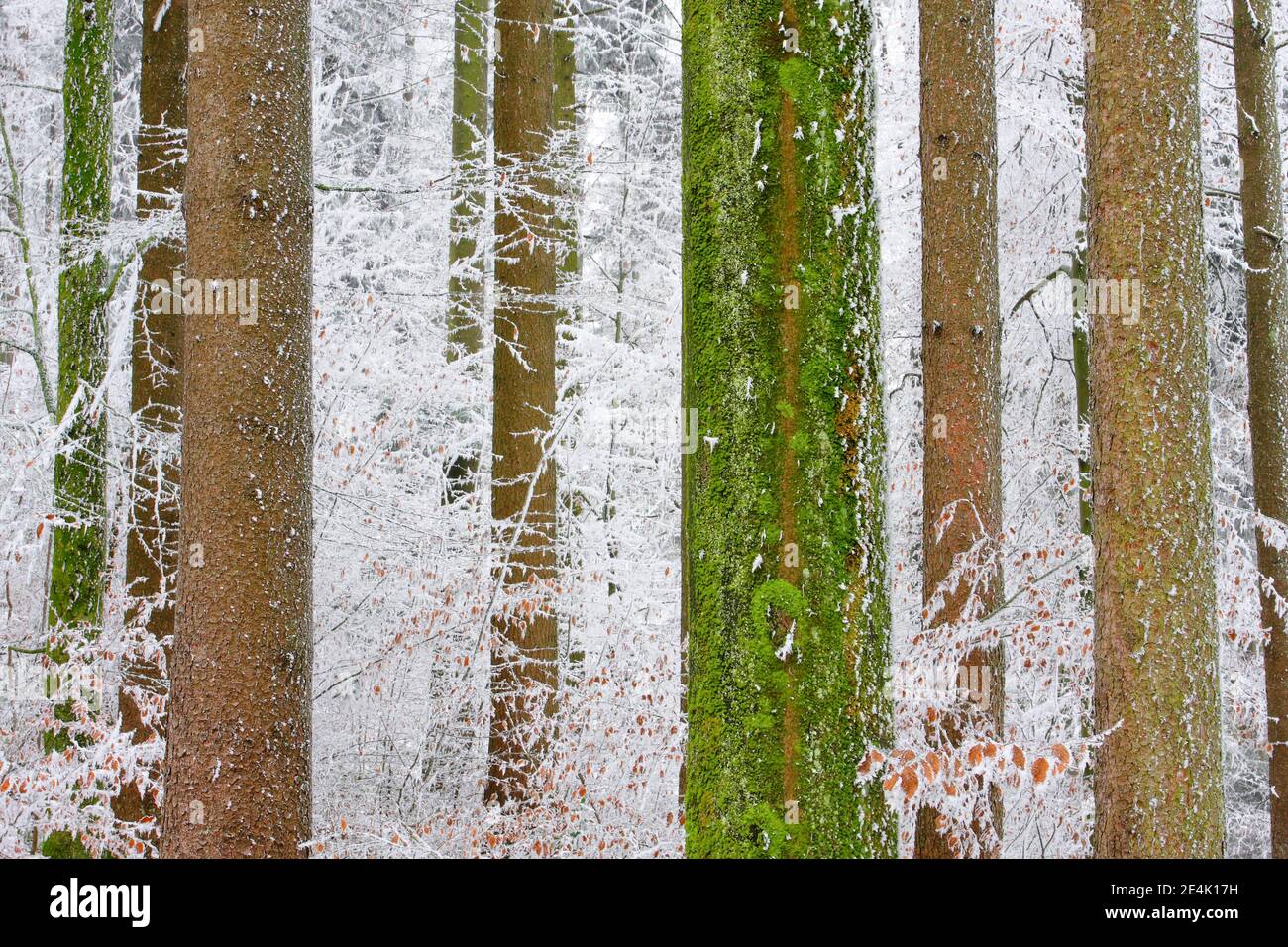 Tree trunks in the forest in winter, with hoarfrost, Switzerland Stock ...