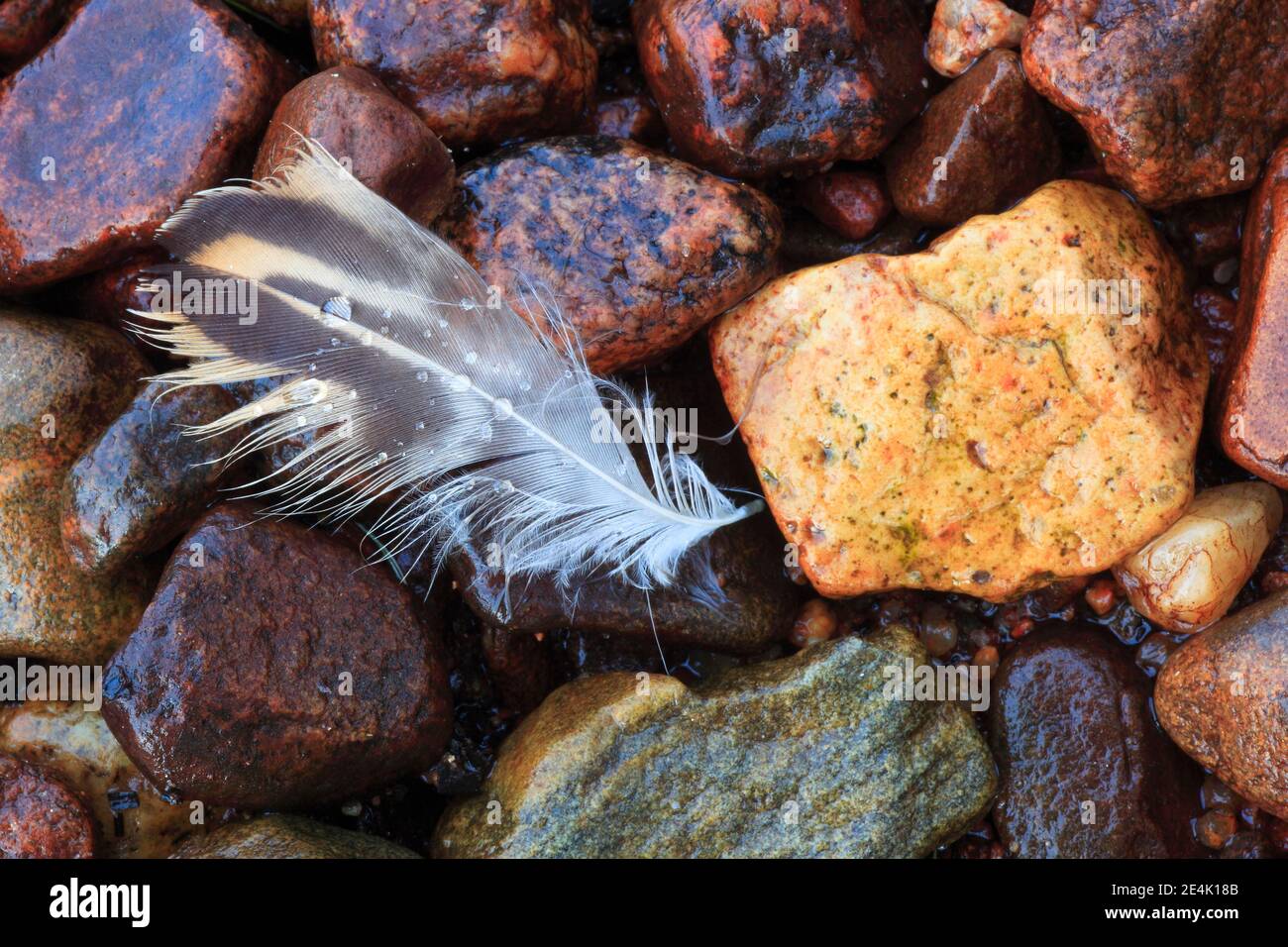 Feather on stones Stock Photo - Alamy