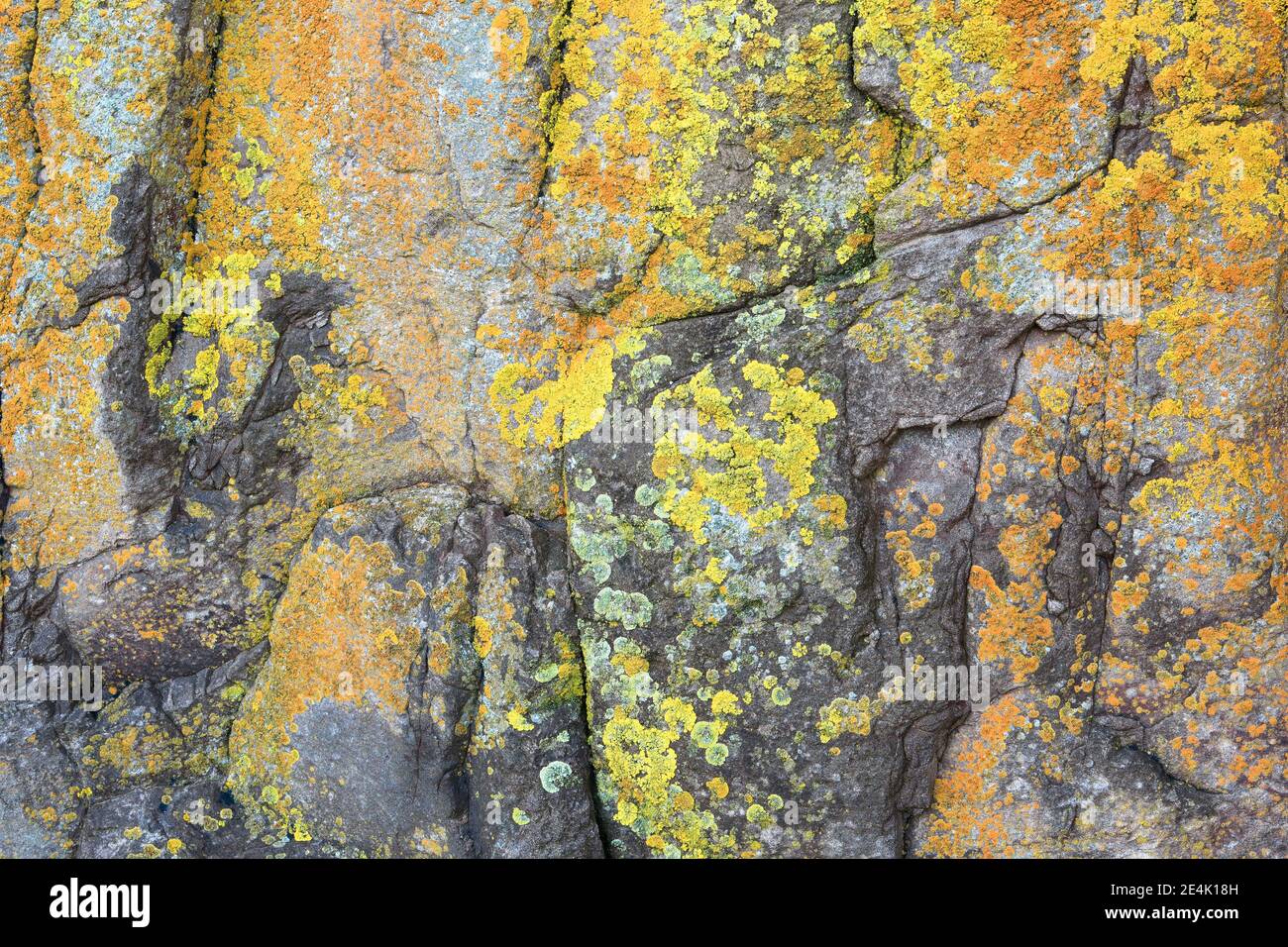 Lichens on rock in Swiss Alps, Bernese Oberland, Bern, Switzerland ...