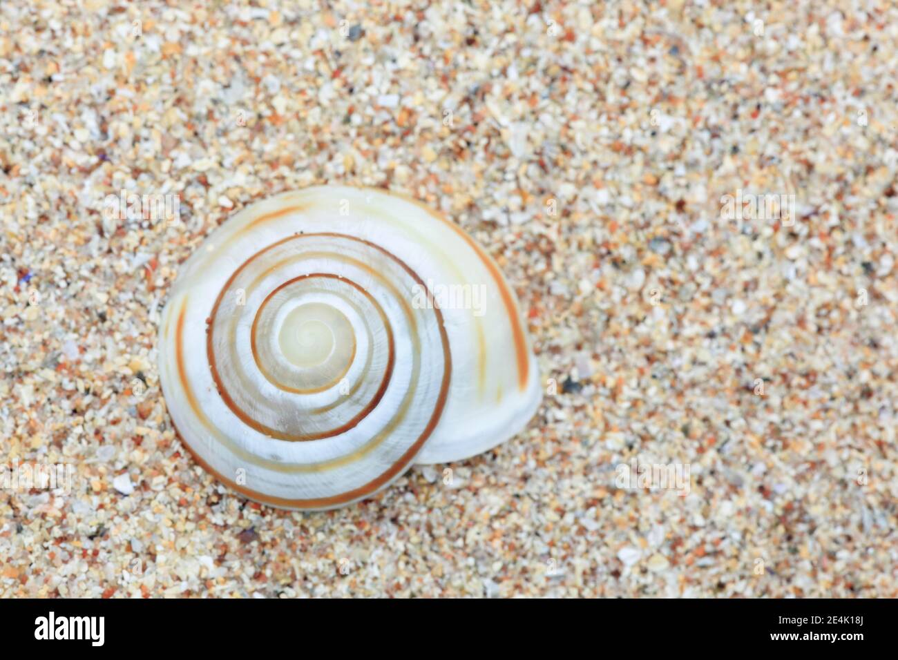Snail shells, Scotland, UK Stock Photo - Alamy