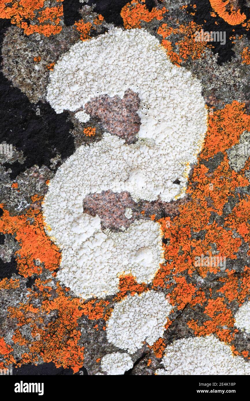 Lichens on rocks green hi-res stock photography and images - Alamy