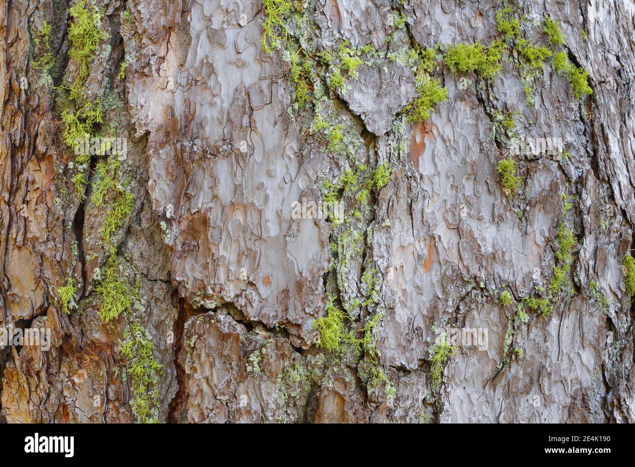 Larch (Larix), Larch, Valais, Switzerland Stock Photo - Alamy
