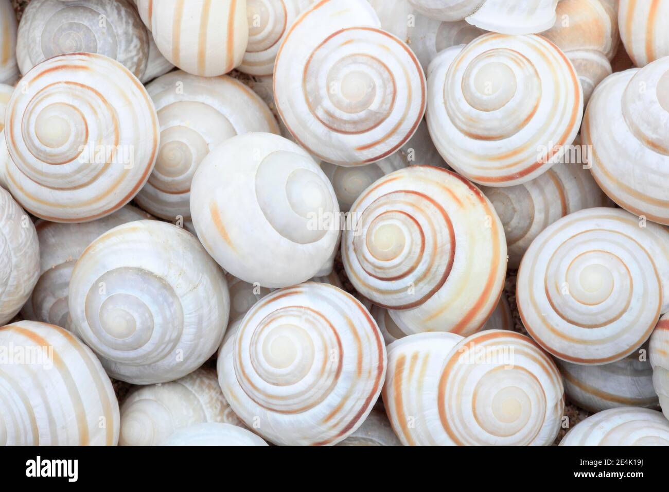 Snail shells, Scotland, UK Stock Photo - Alamy