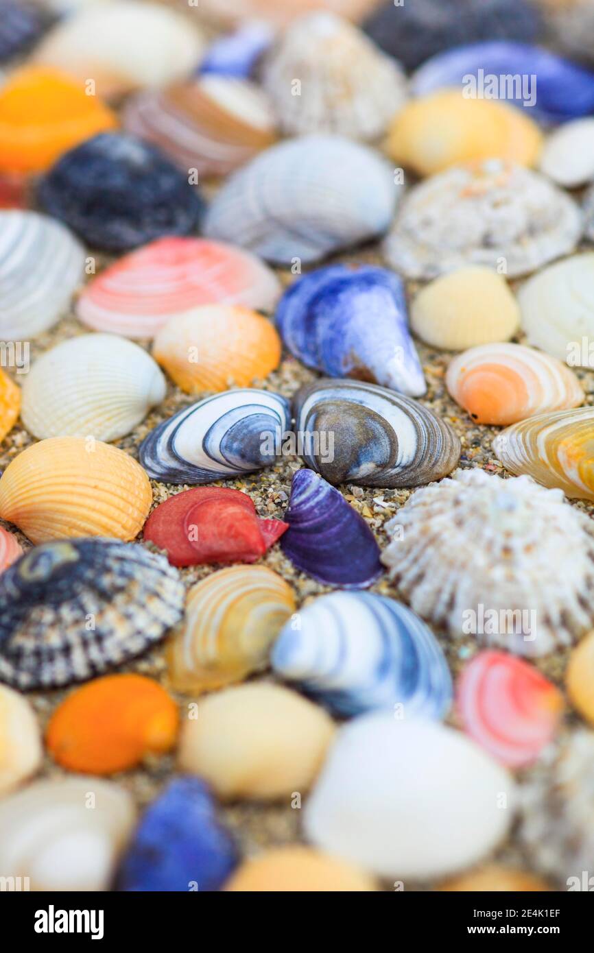 Shells in the sand, Scotland, UK, arranged Stock Photo - Alamy
