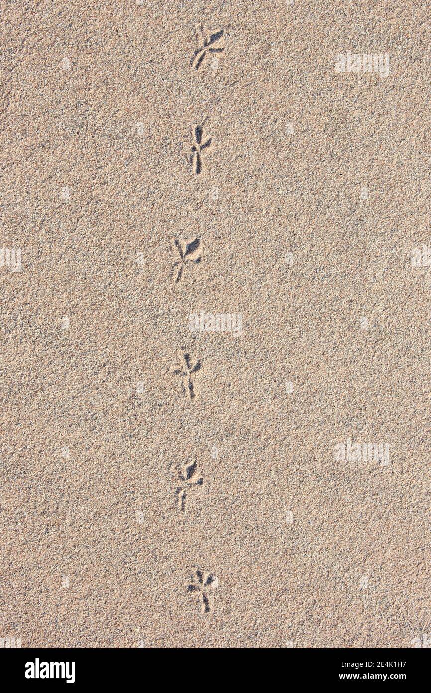Bird tracks in the sand, Scotland, Great Britain Stock Photo - Alamy