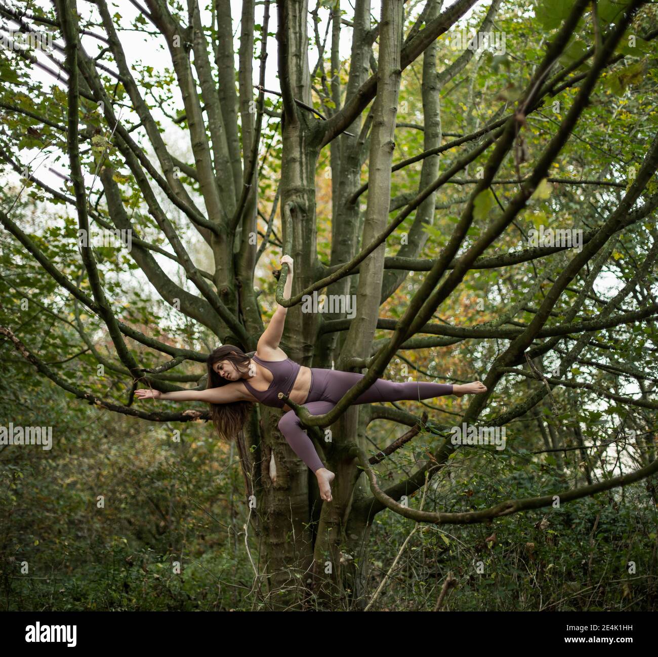 Bending Branch High Resolution Stock Photography and Images - Alamy