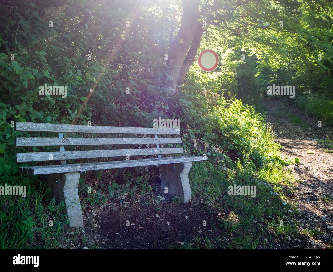 Empty bench along forest trail Stock Photo - Alamy