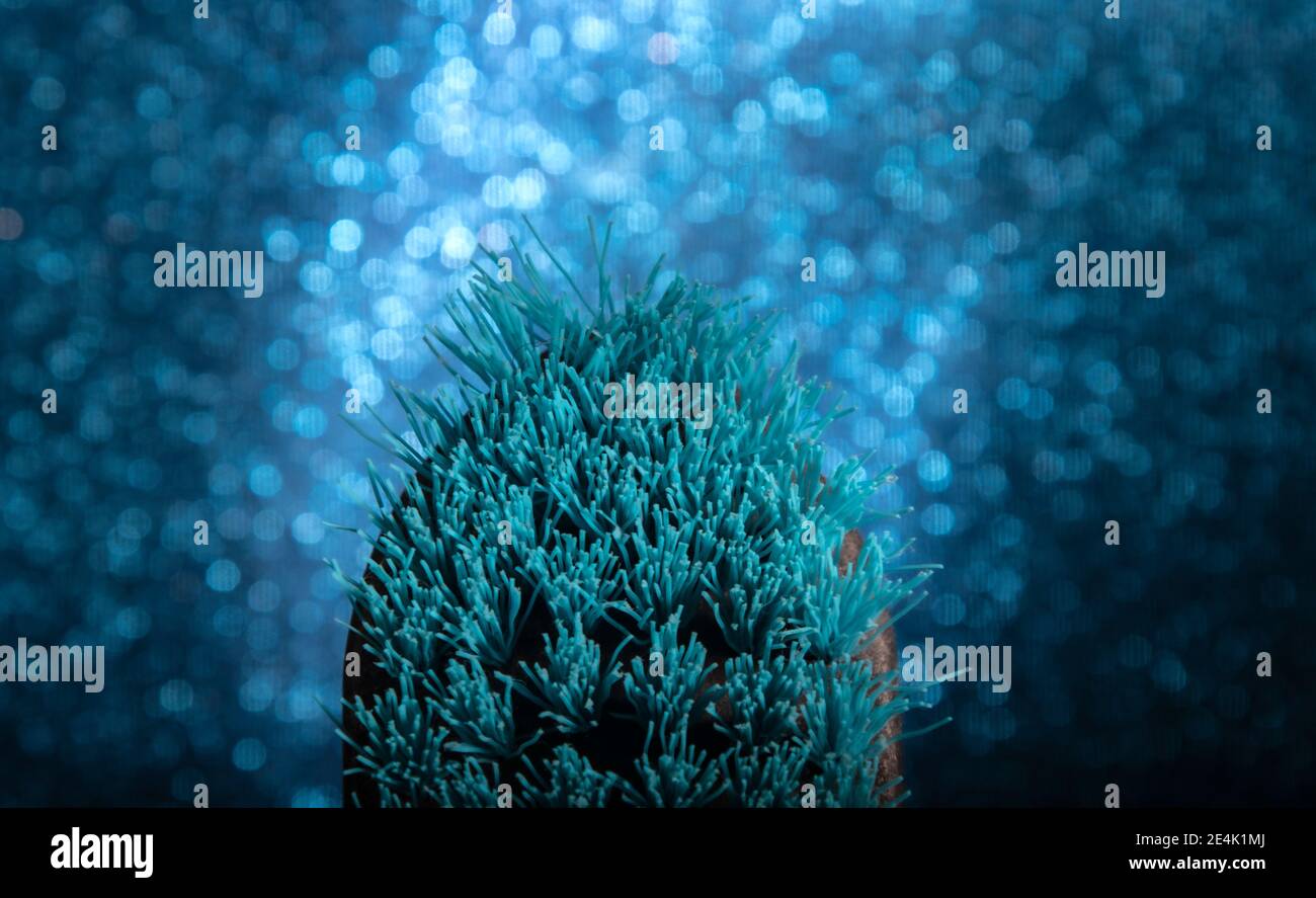 Plastic brush with blue stalks hi-res stock photography and images - Alamy