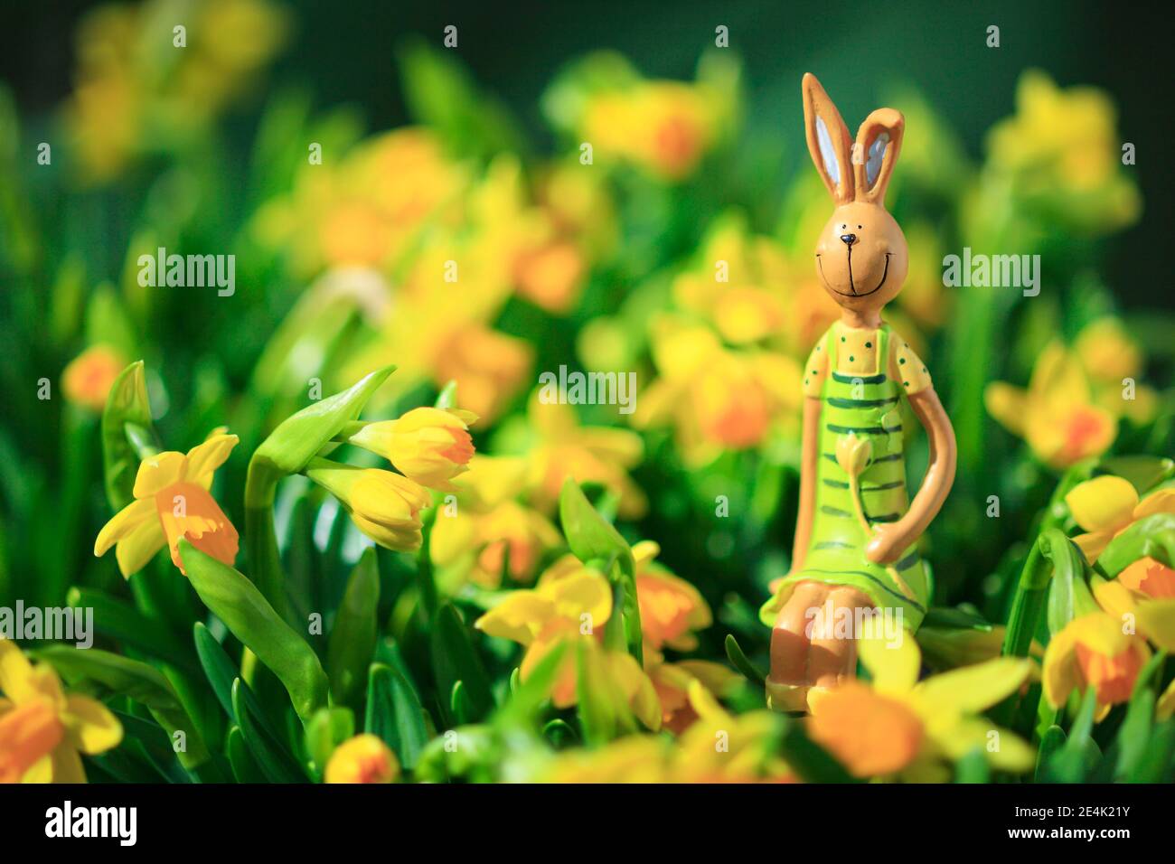 Easter bunny in the middle of yellow daffodils, Switzerland Stock Photo ...