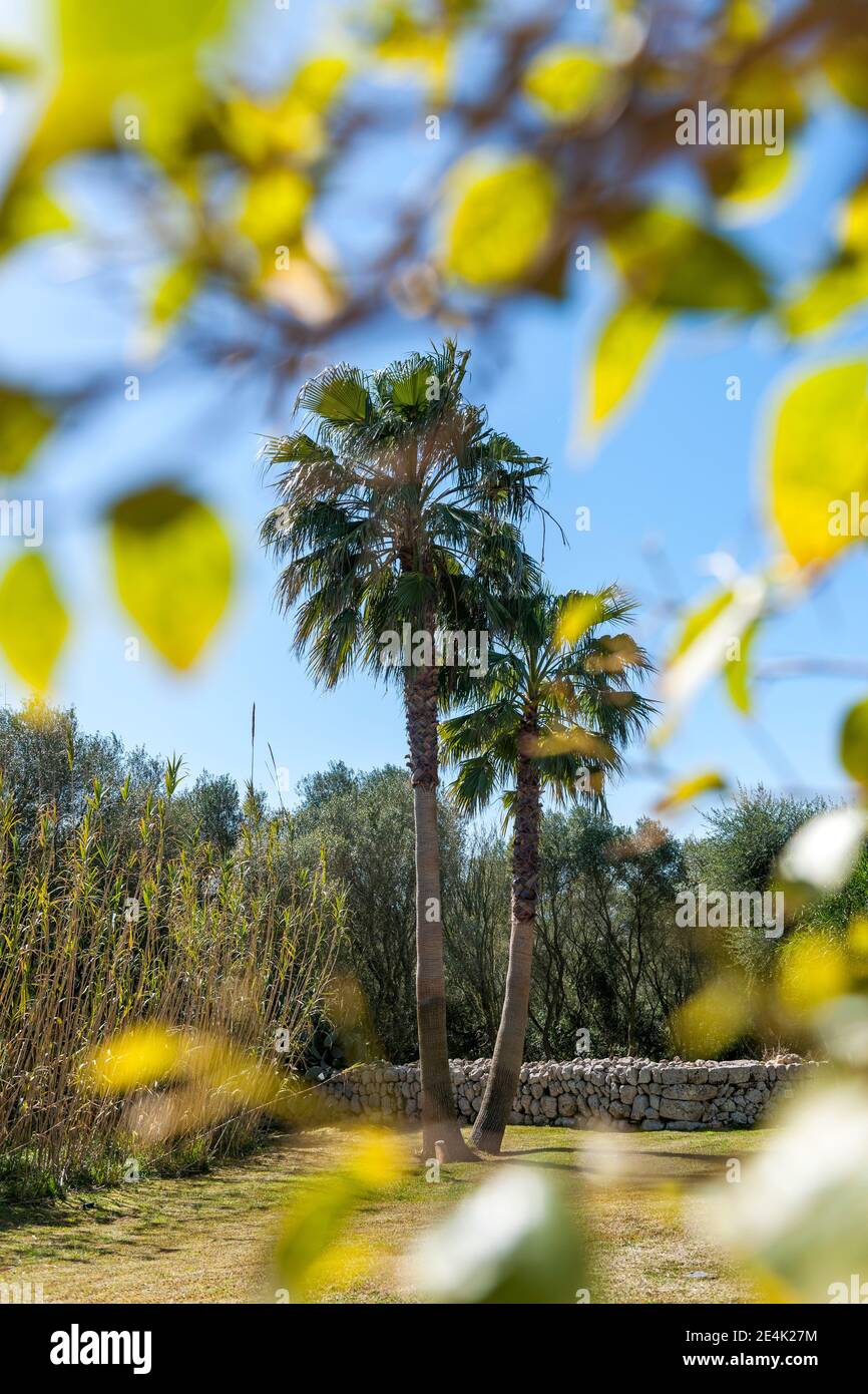 Two palm trees hi-res stock photography and images - Alamy