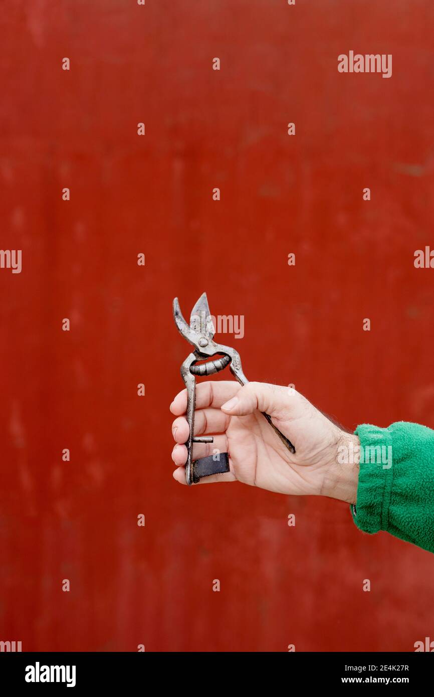 Mature farmer scissors harvesting hi-res stock photography and images ...