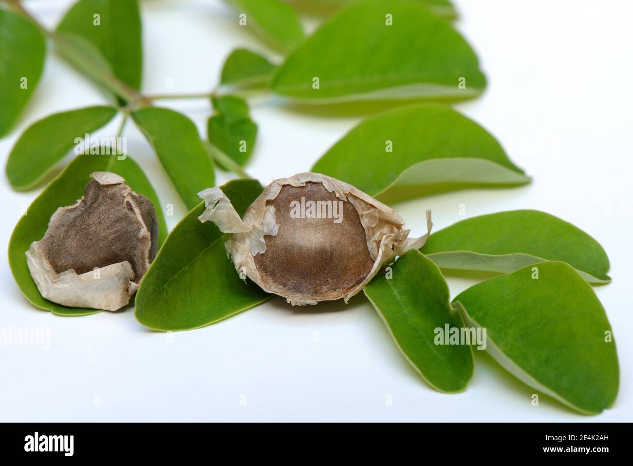 Moringa, Moringa seeds and leaves, Moringa oleifera Stock Photo - Alamy