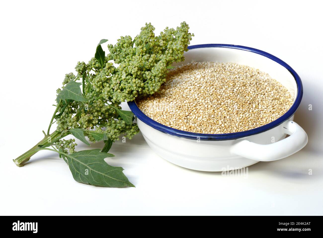 Quinoa in shell, Quinoa plant, Chenopodium quinoa Stock Photo - Alamy