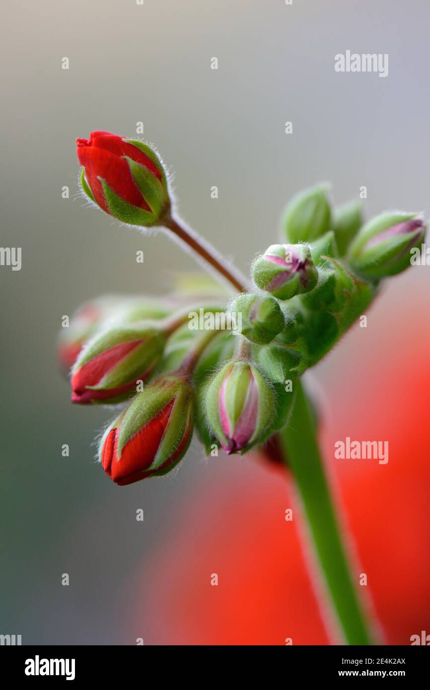 Geranium, geranium buds, geranium spec Stock Photo - Alamy