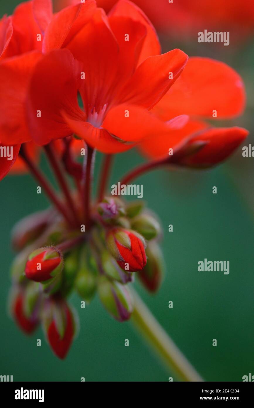 Geranium, geranium buds, geranium spec Stock Photo - Alamy