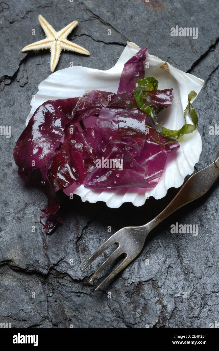 Red alga with sea salt in mussel shell and fork, Palmaria palmata, Wild ...