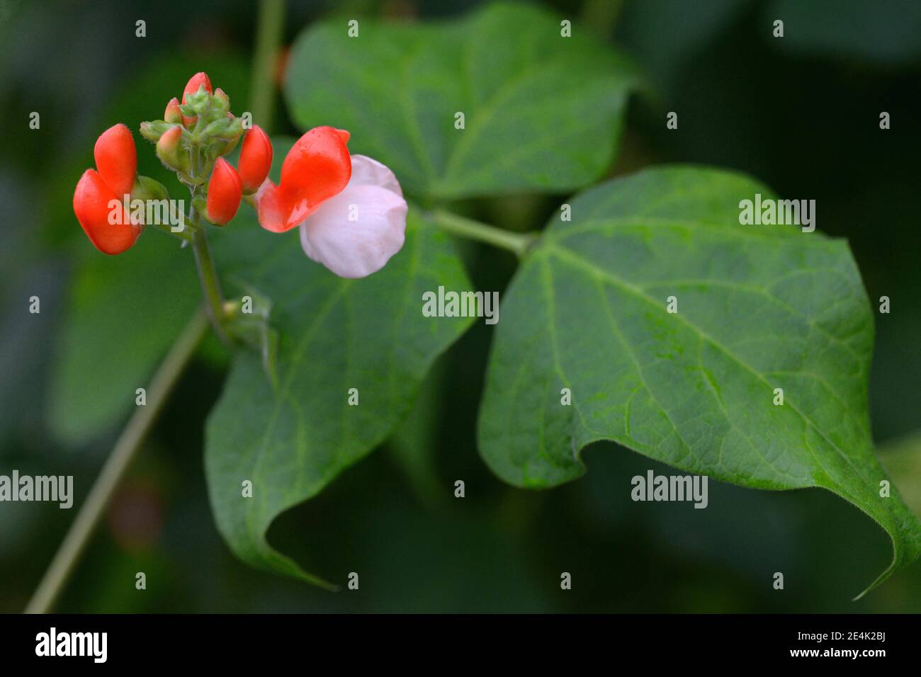Lady bean hi-res stock photography and images - Alamy