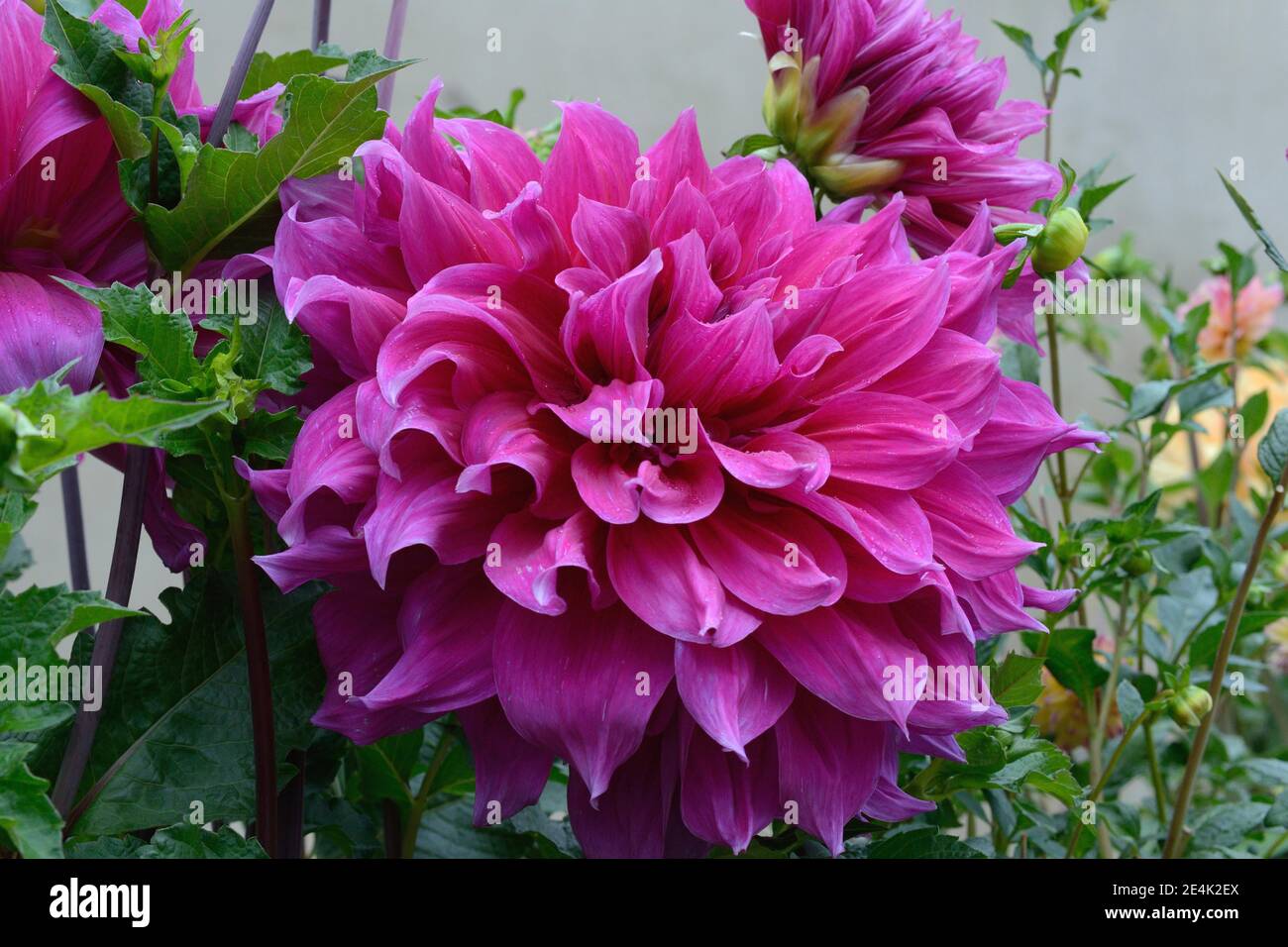 Australian variety hi-res stock photography and images - Alamy