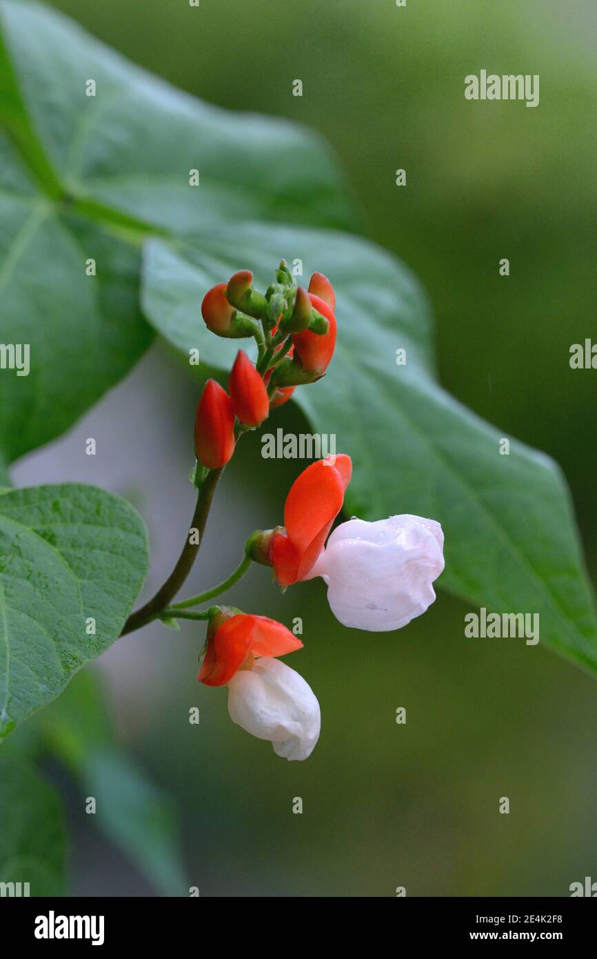 Fire bean, variety Painted Lady, Phaseolus coccineus Stock Photo - Alamy