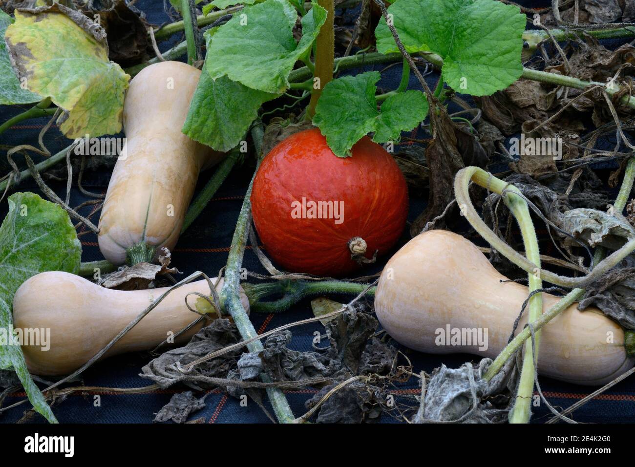 Hokkaido pumpkin and butternut pumpkin with withered leaves, Hokkaido ...
