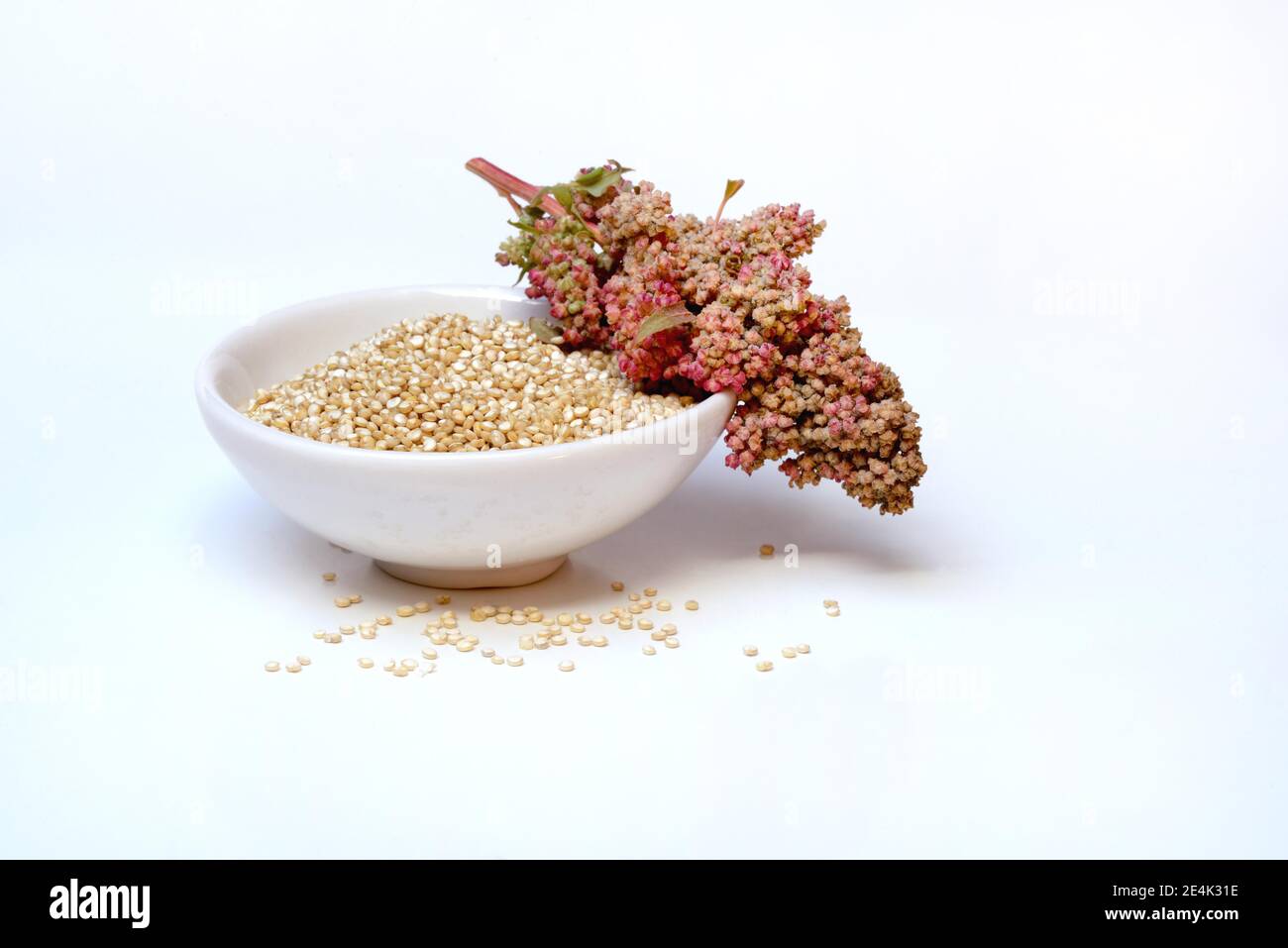 Quinoa in shell and ripe quinoa branch, Chenopodium quinoa Stock Photo ...