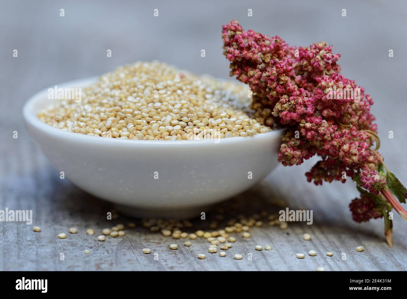 Quinoa in shell and ripe quinoa branch, Chenopodium quinoa Stock Photo ...