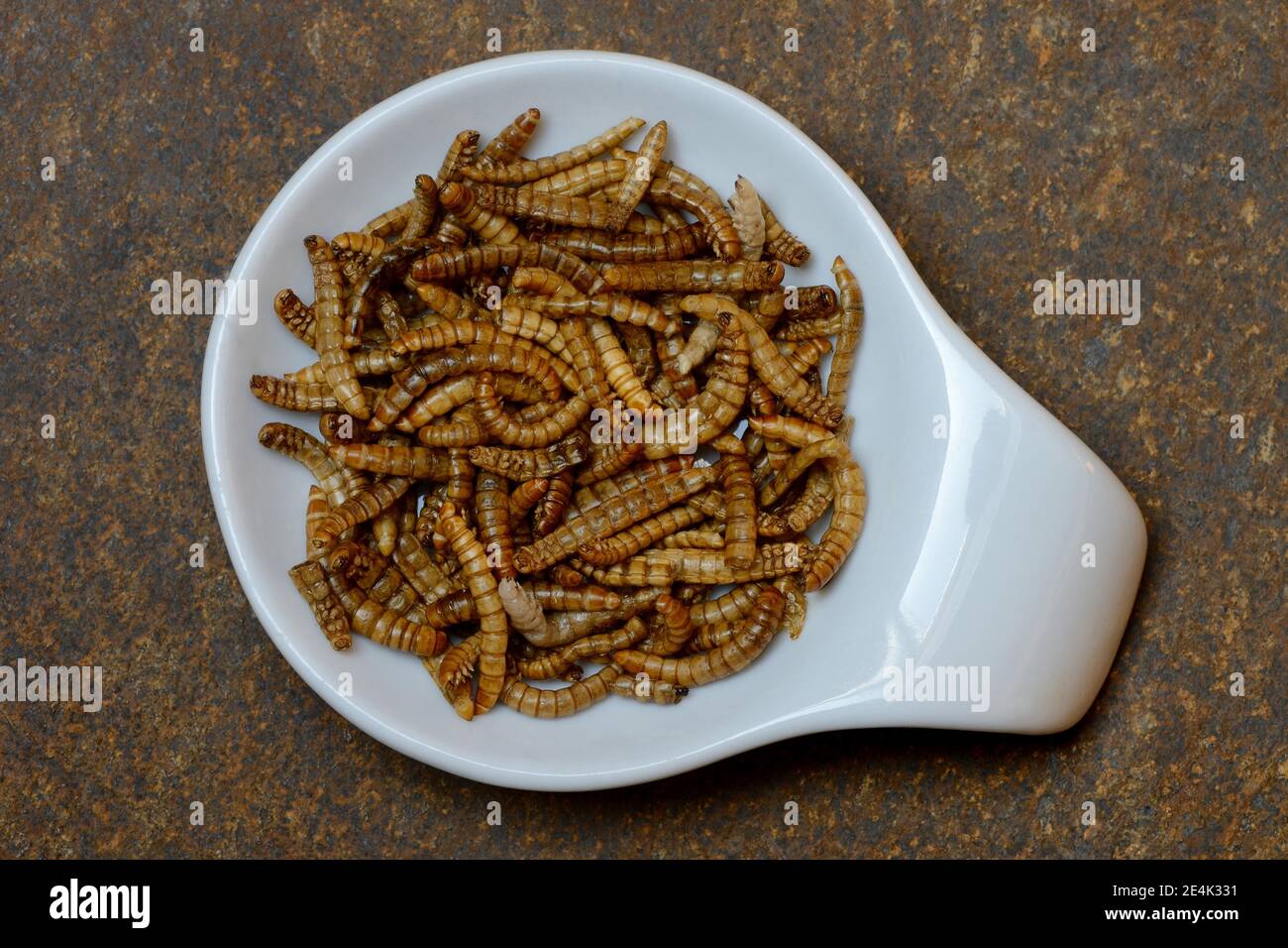 Mealworms dish hi-res stock photography and images - Alamy