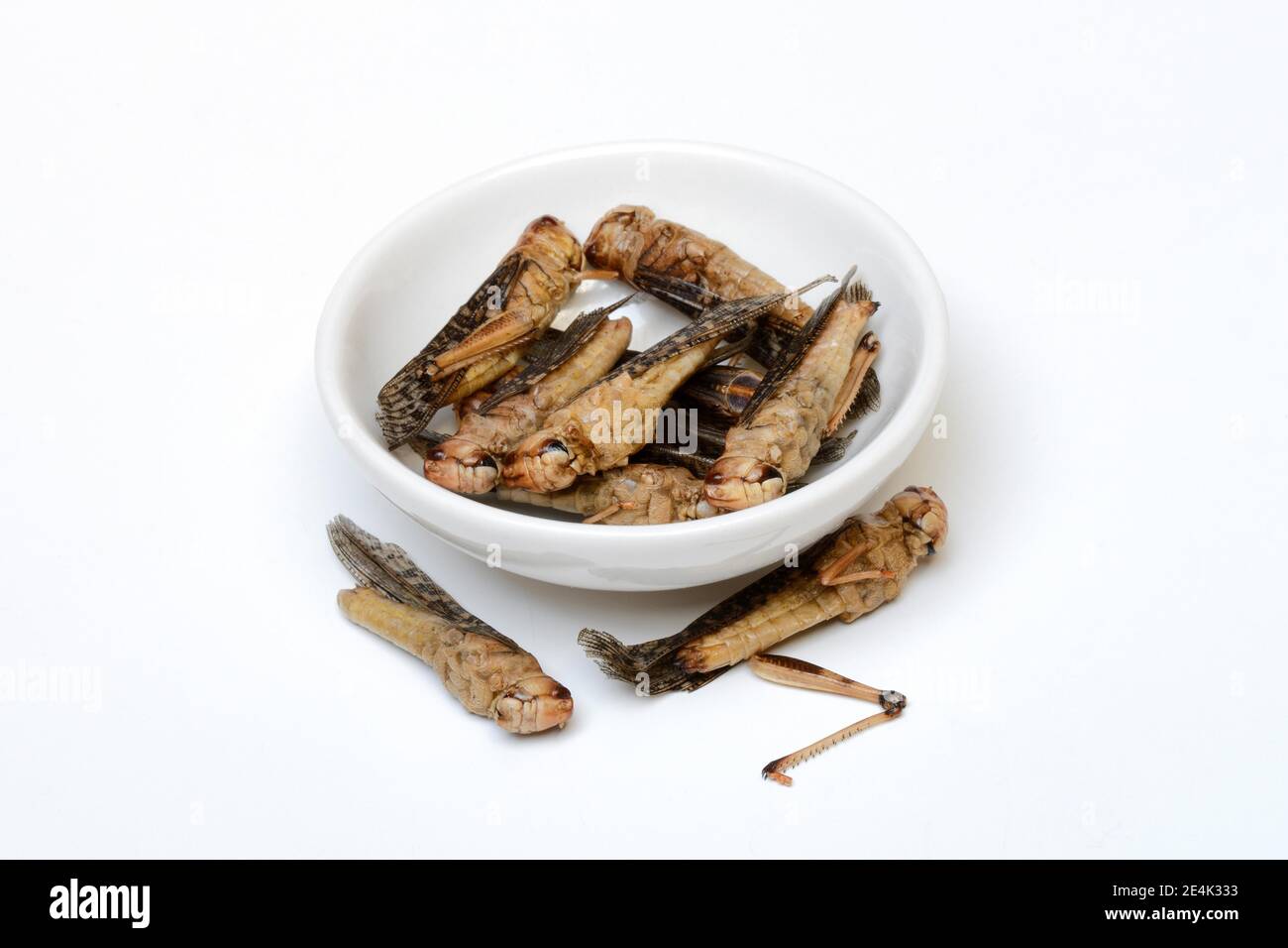 Dried locusts in shell, European locust, Locusta migratoria Stock Photo ...