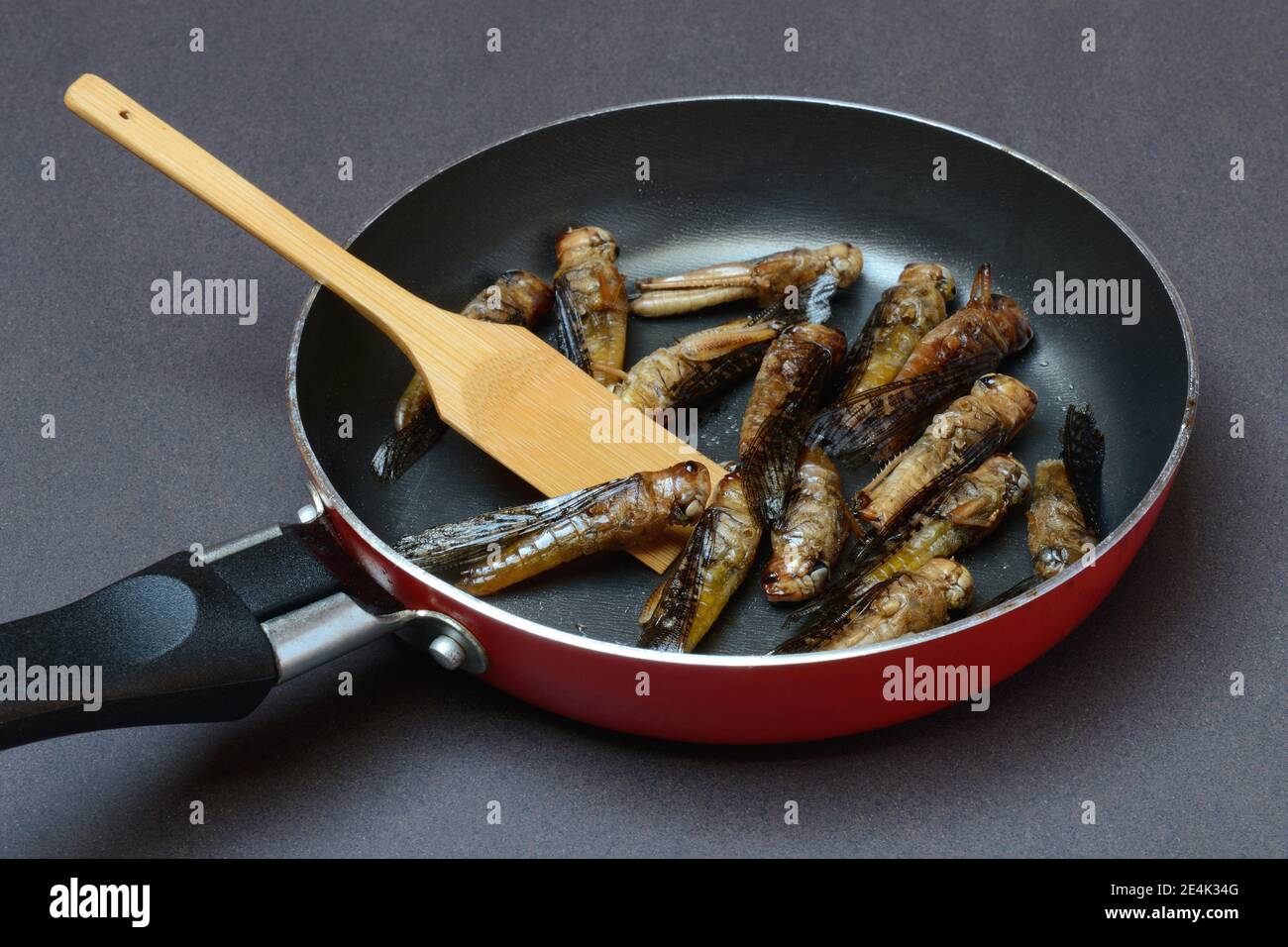 Fried locusts in pan, European locust, Locusta migratoria Stock Photo ...