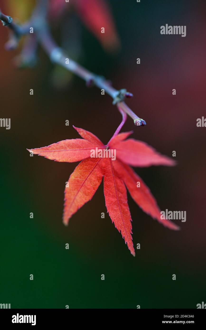 Red maple leaf on twig, Acer palmatum, fan maple Stock Photo - Alamy
