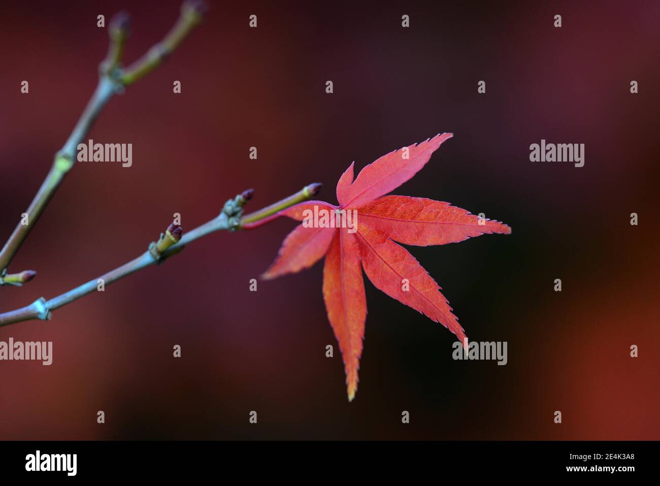 Red maple leaf on twig, Acer palmatum, fan maple Stock Photo - Alamy