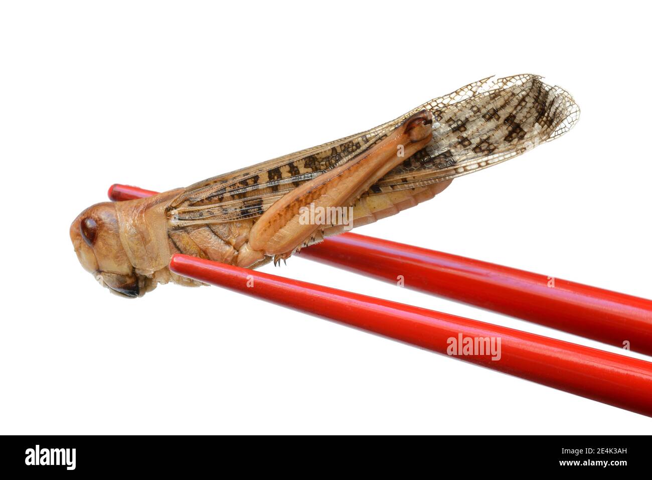 Locust insect protein hi-res stock photography and images - Alamy