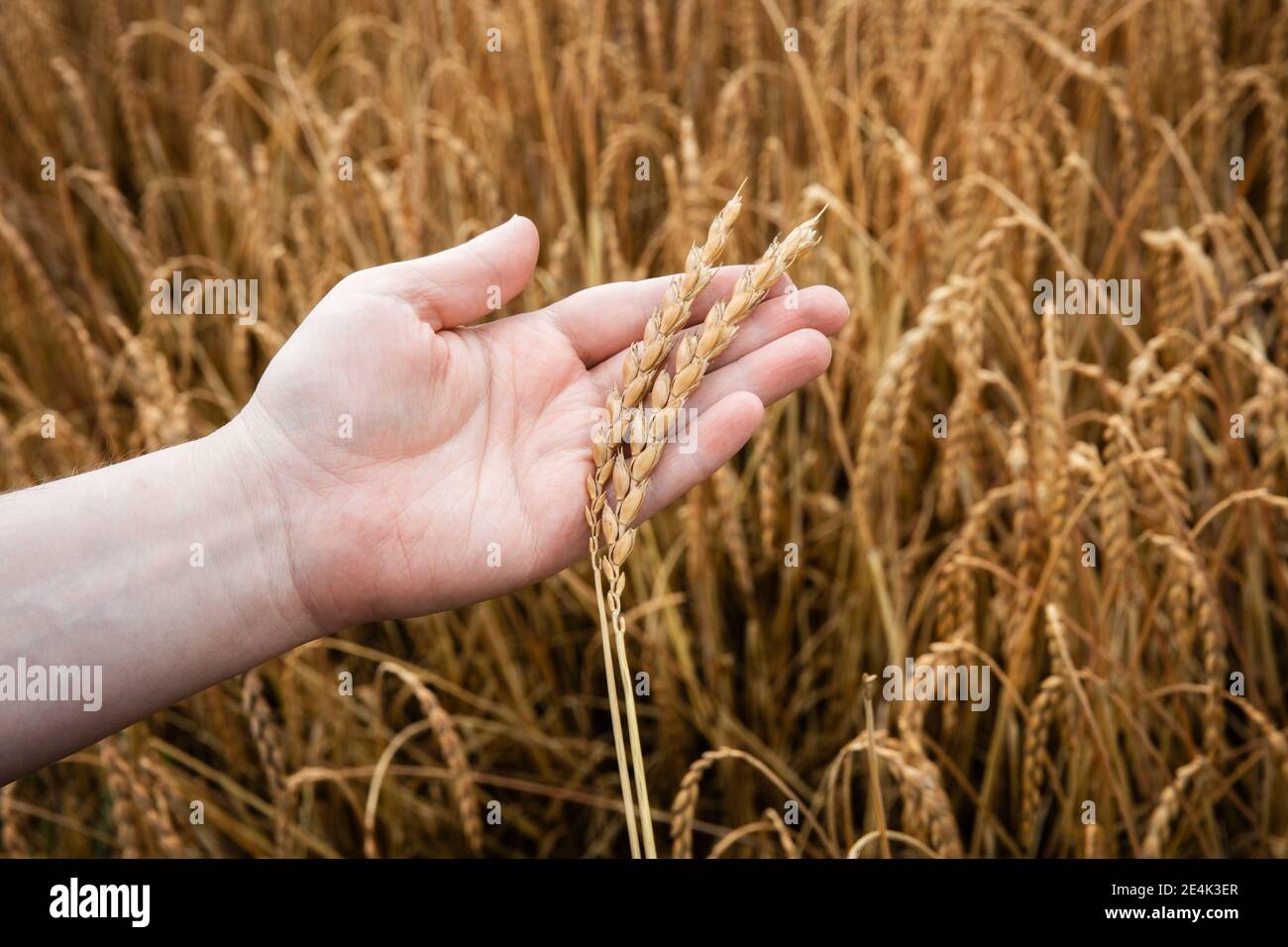 Oat man hi-res stock photography and images - Alamy