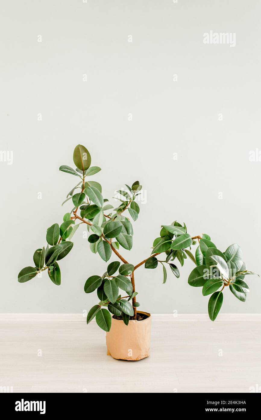 Ficus in home in flowerpot on white background. Modern minimalistic ...