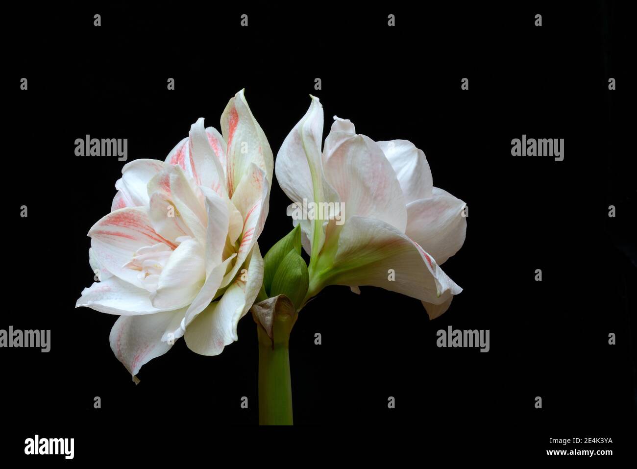 Amaryllis hippeastrum, nymph, star of knights, flower Stock Photo - Alamy