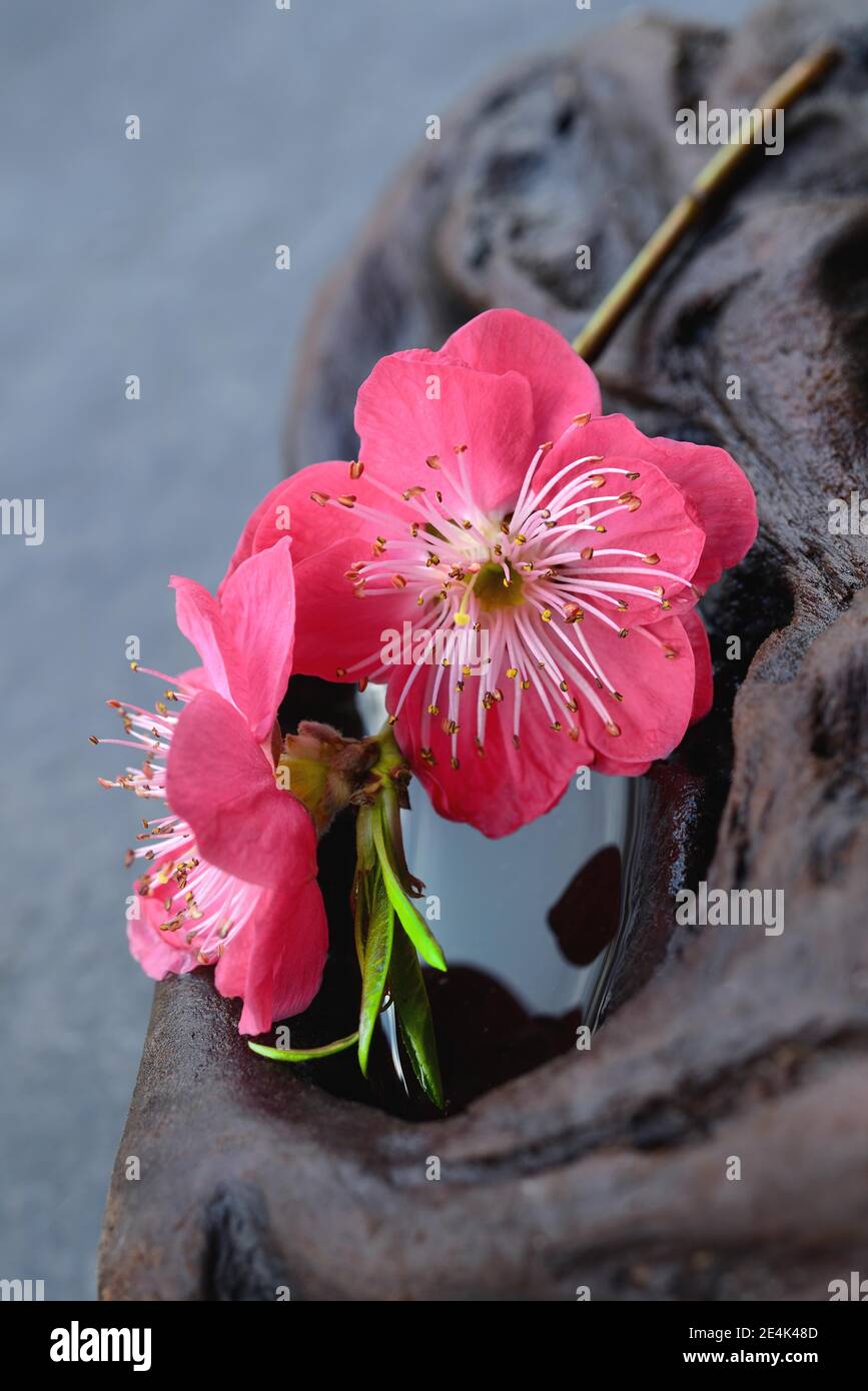 Blossoms Of The Japanese Peach Tree (Prunus Persica), 40% OFF