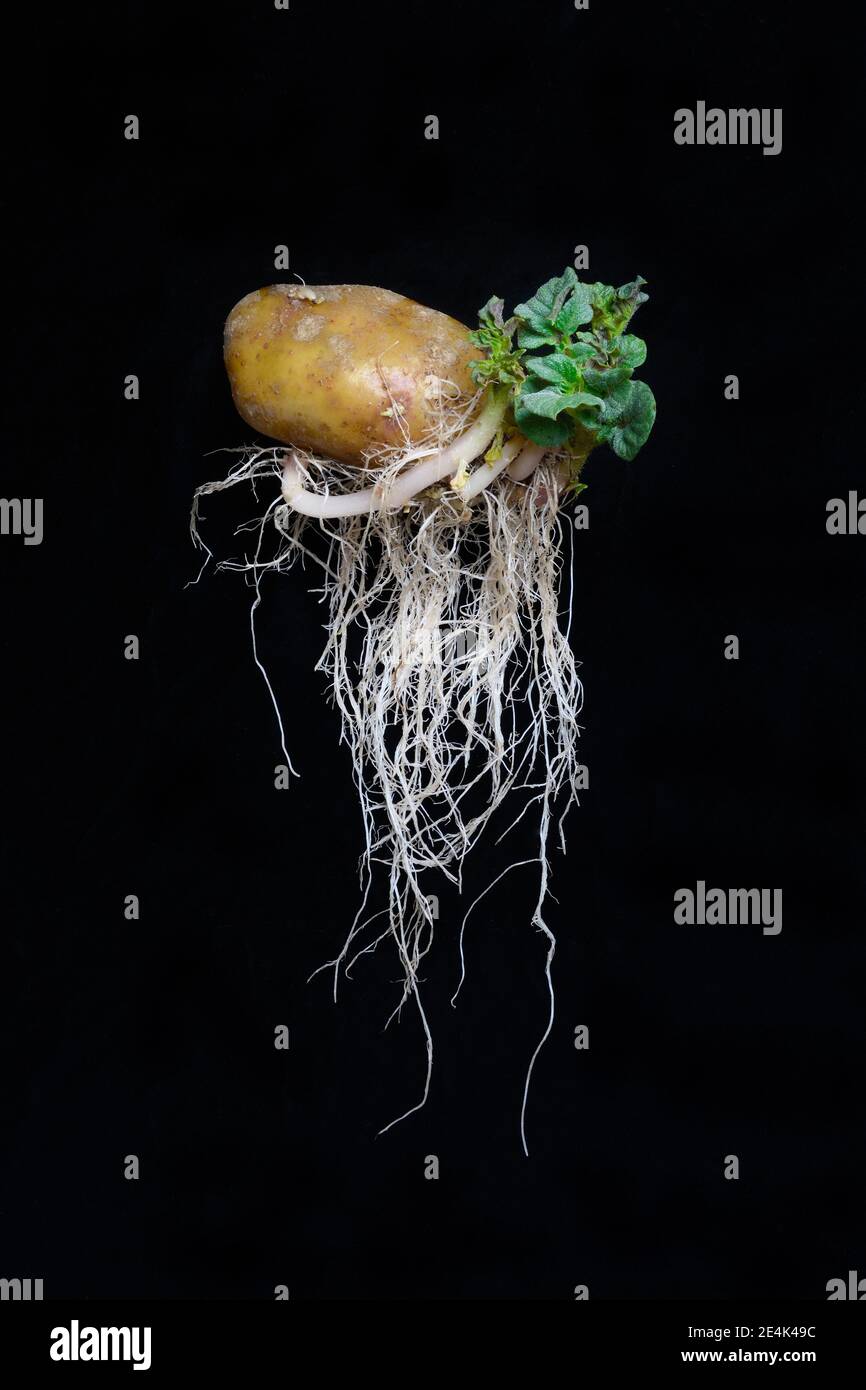 Sprouting potato with roots and leaves, Solanum tuberosum Stock Photo ...