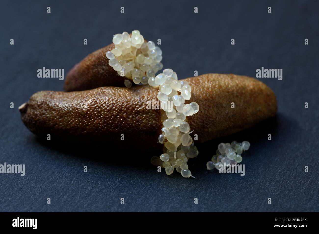 Australian finger lime, finger lime, Microcitrus australasica, lime ...