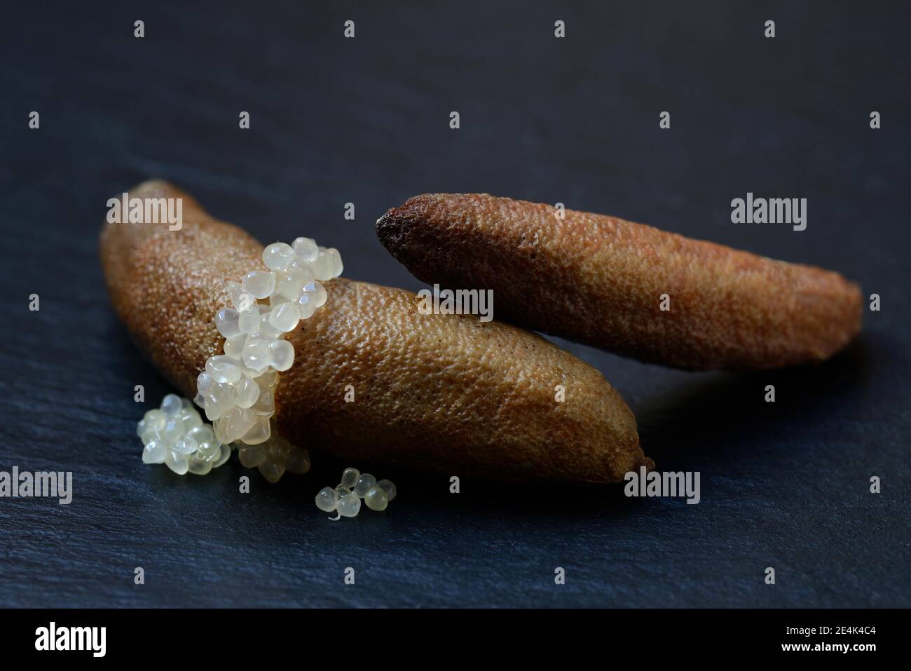 Australian finger lime, finger lime, Microcitrus australasica, lime ...