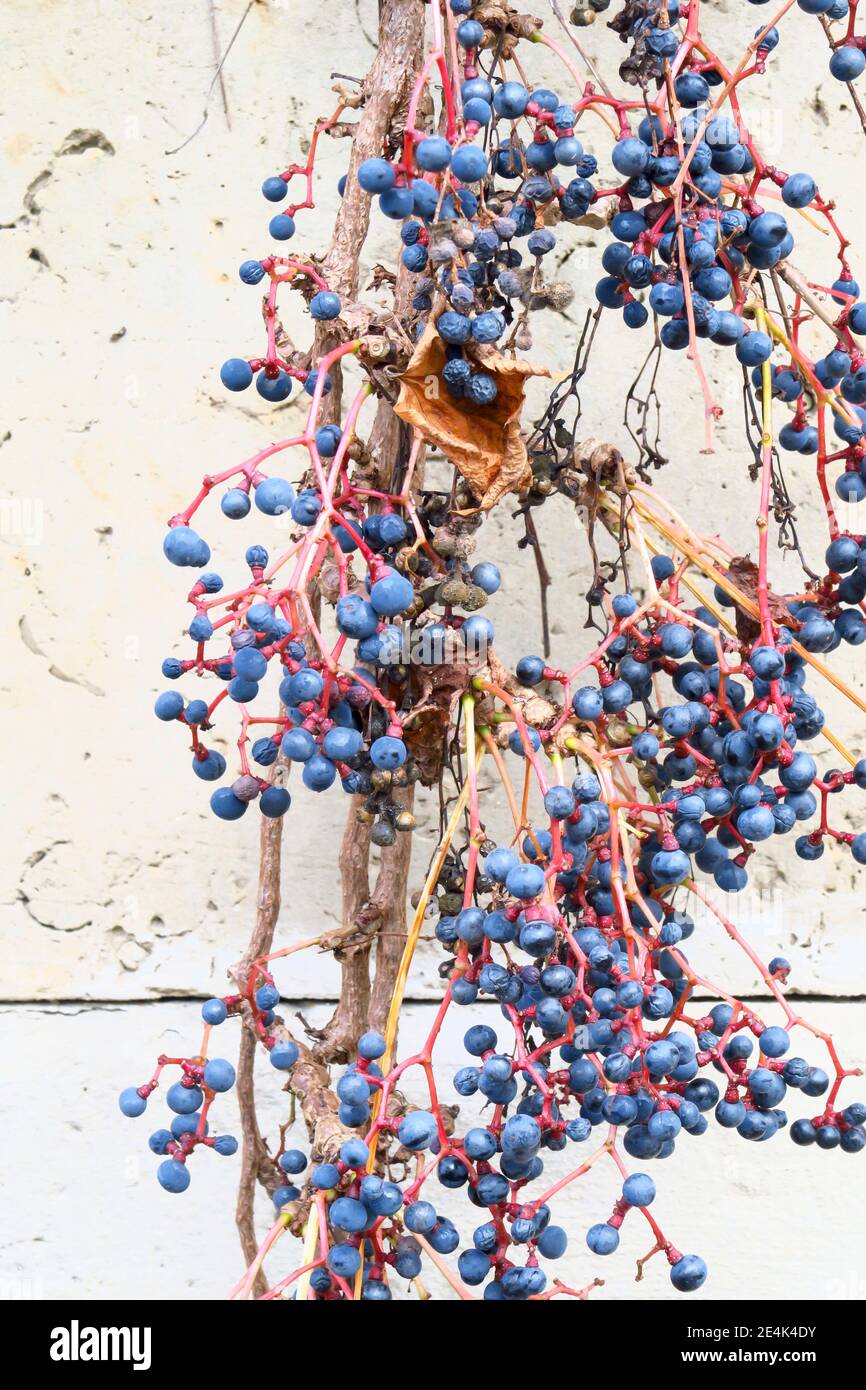 Grapes in the winter hi-res stock photography and images - Alamy