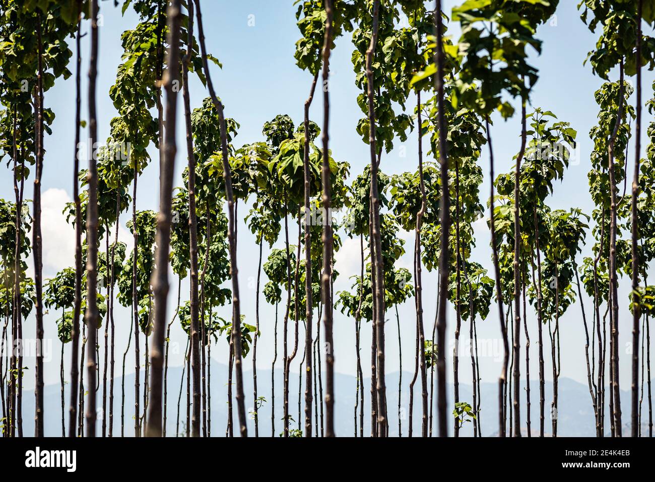 Young trees growing in plantation Stock Photo - Alamy