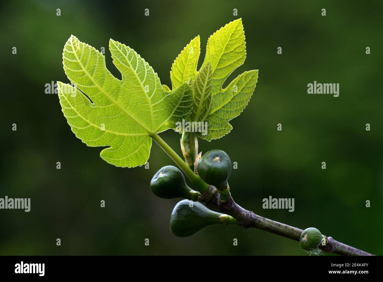 Fig, Leaf shoots with fruit, Ficus carica, Fig, Fig tree Stock Photo ...